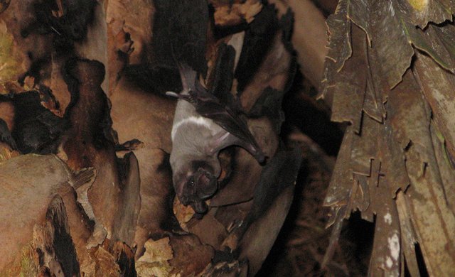 The Endangered Florida Bonneted Bat - 10,000 Birds