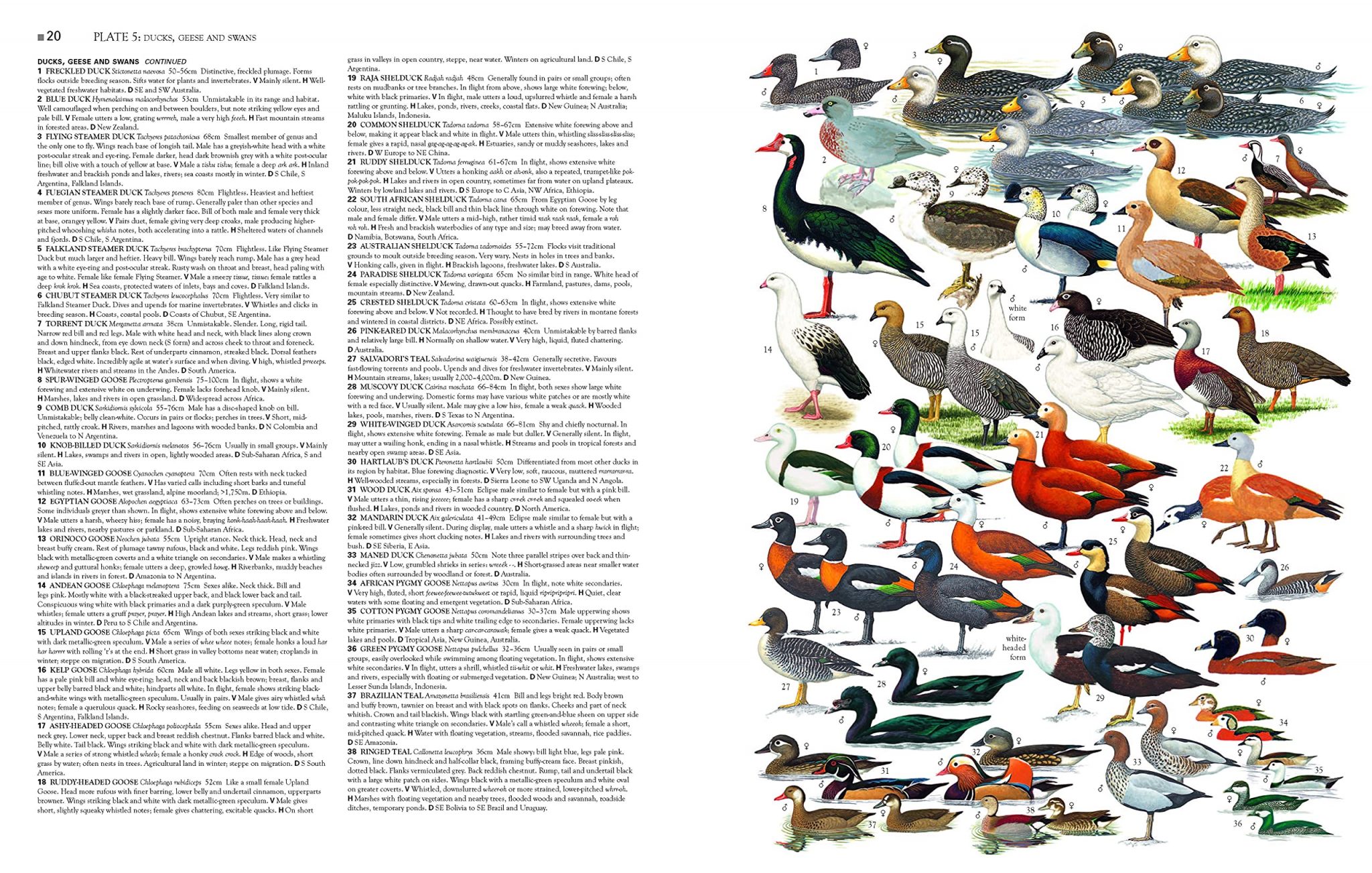 Collins Birds of the World by Norman Arlott - 10,000 Birds