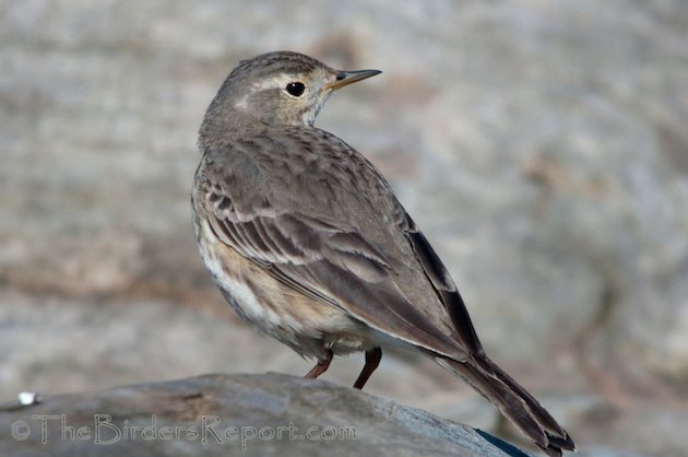 American Pipit at Sacramento National Wildlife Refuge - 10,000 Birds