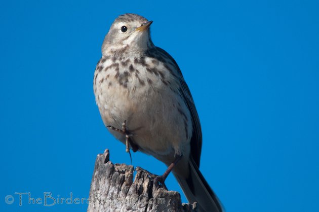 American Pipit at Sacramento National Wildlife Refuge - 10,000 Birds