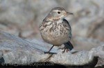 American Pipit at Sacramento National Wildlife Refuge - 10,000 Birds