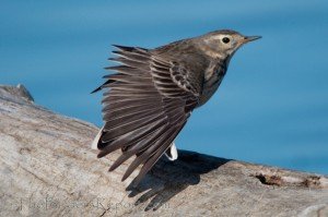 American Pipit at Sacramento National Wildlife Refuge - 10,000 Birds