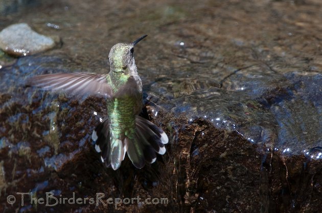 Anna’s Hummingbird Female Bathing and Preening at the Waterfall ...