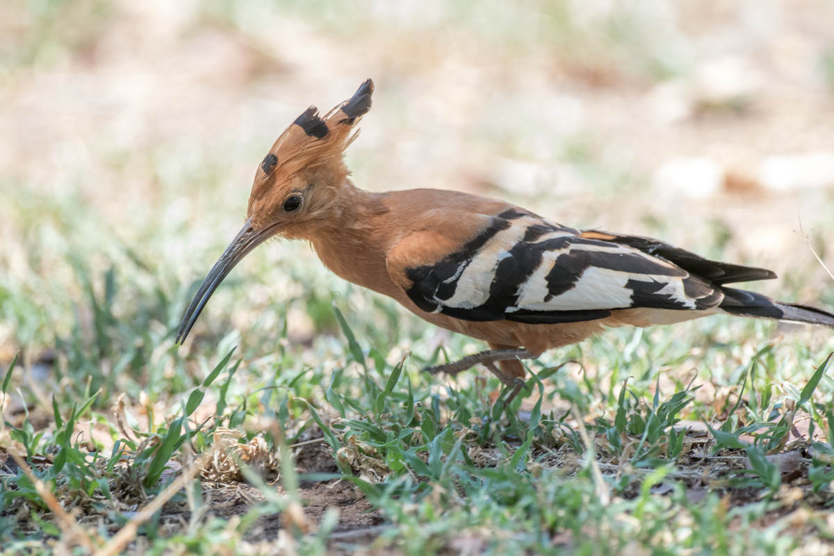 Birding the Kruger Park (4): Letaba area - 10,000 Birds