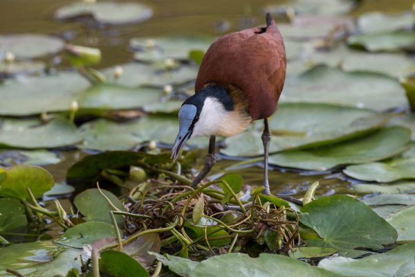 Birding the Kruger Park (4): Letaba area - 10,000 Birds
