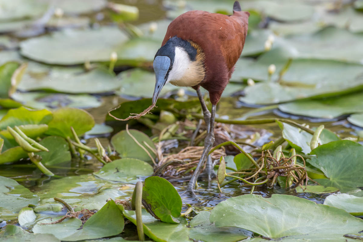 Birding the Kruger Park (4): Letaba area - 10,000 Birds