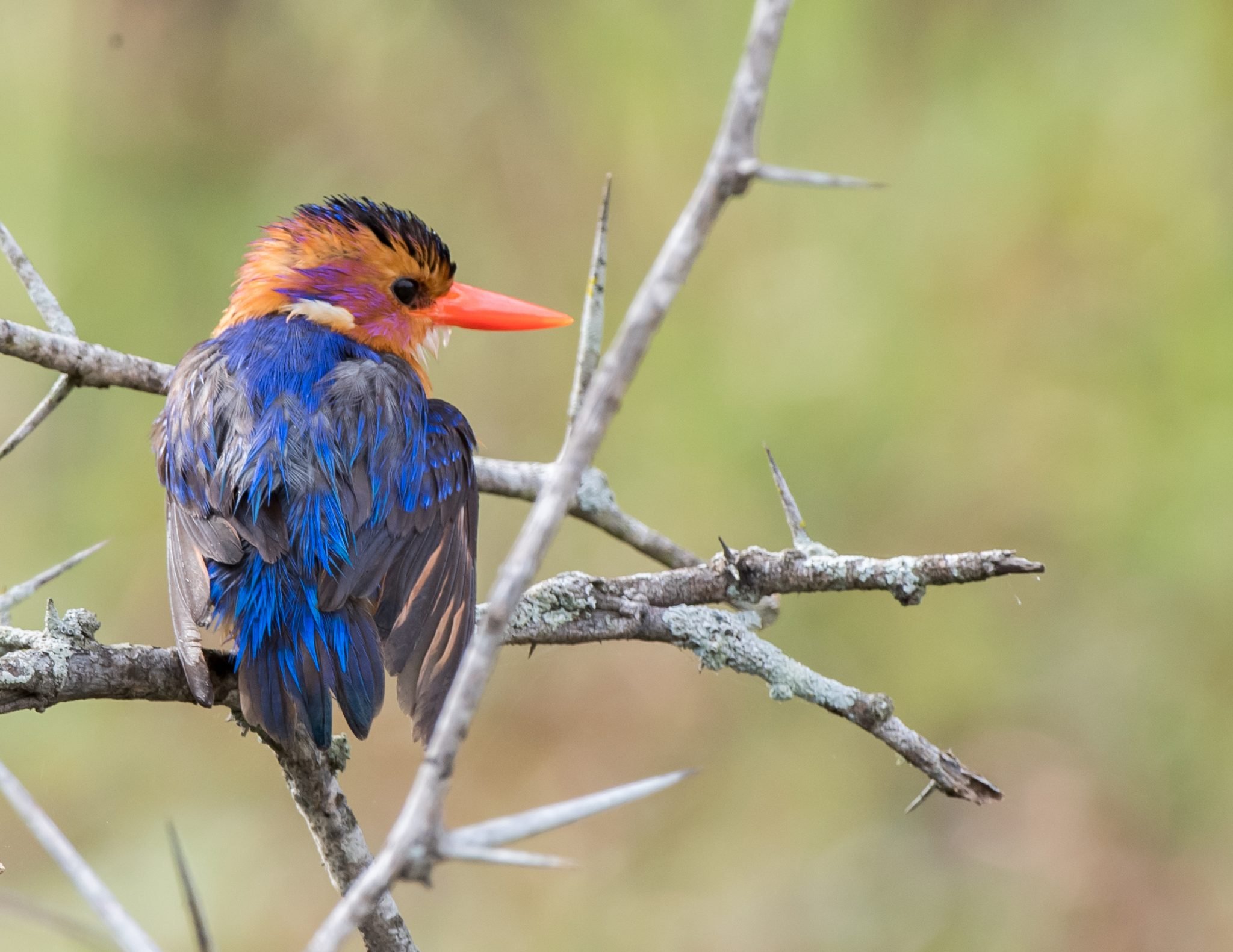 Wet Birds - 10,000 Birds
