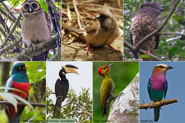 Here’s the new bird family tree. It’s amazing. - 10,000 Birds