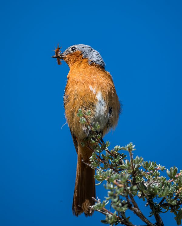 Birding around Chaka, Qinghai, China - 10,000 Birds