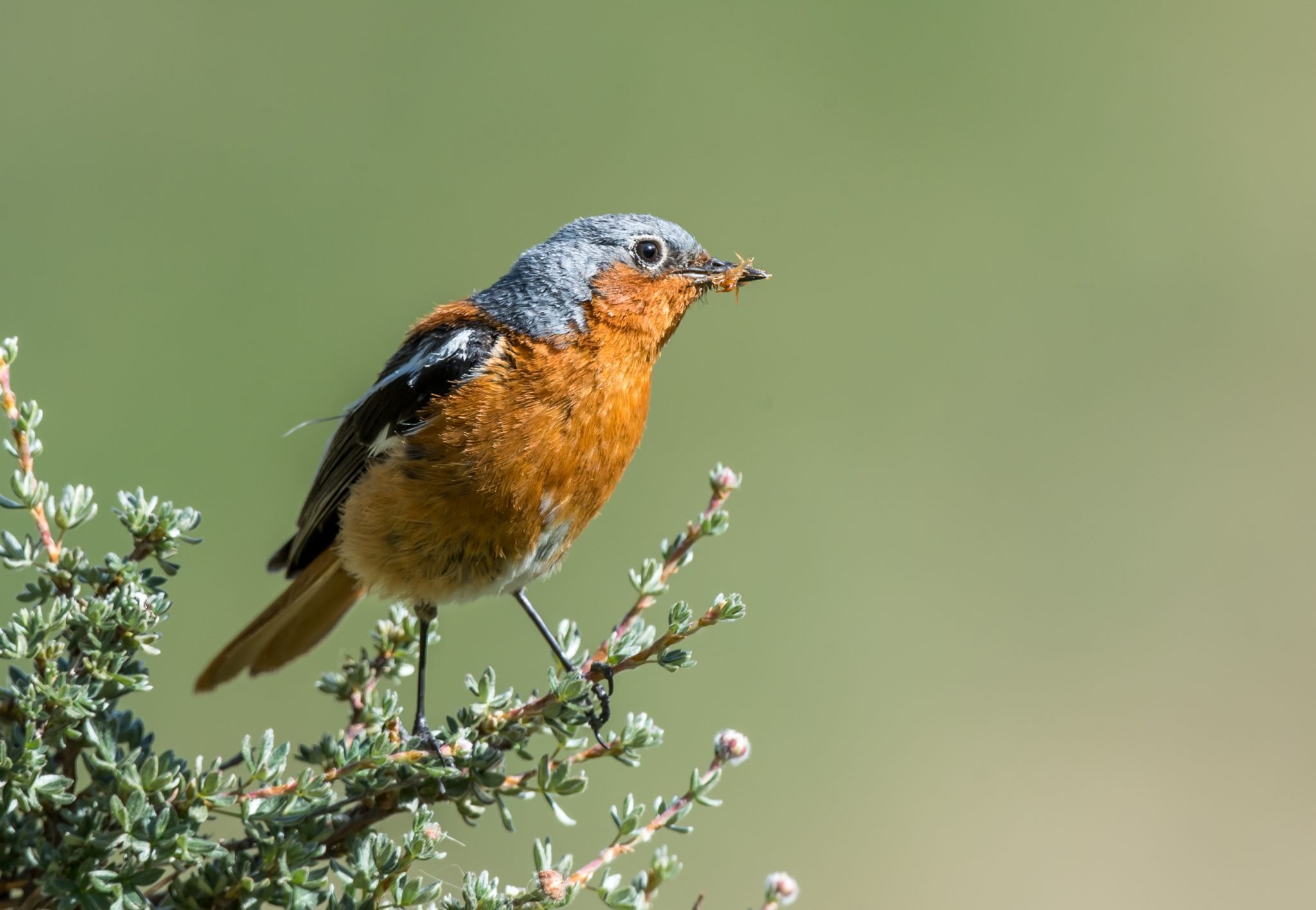 Birding around Chaka, Qinghai, China - 10,000 Birds