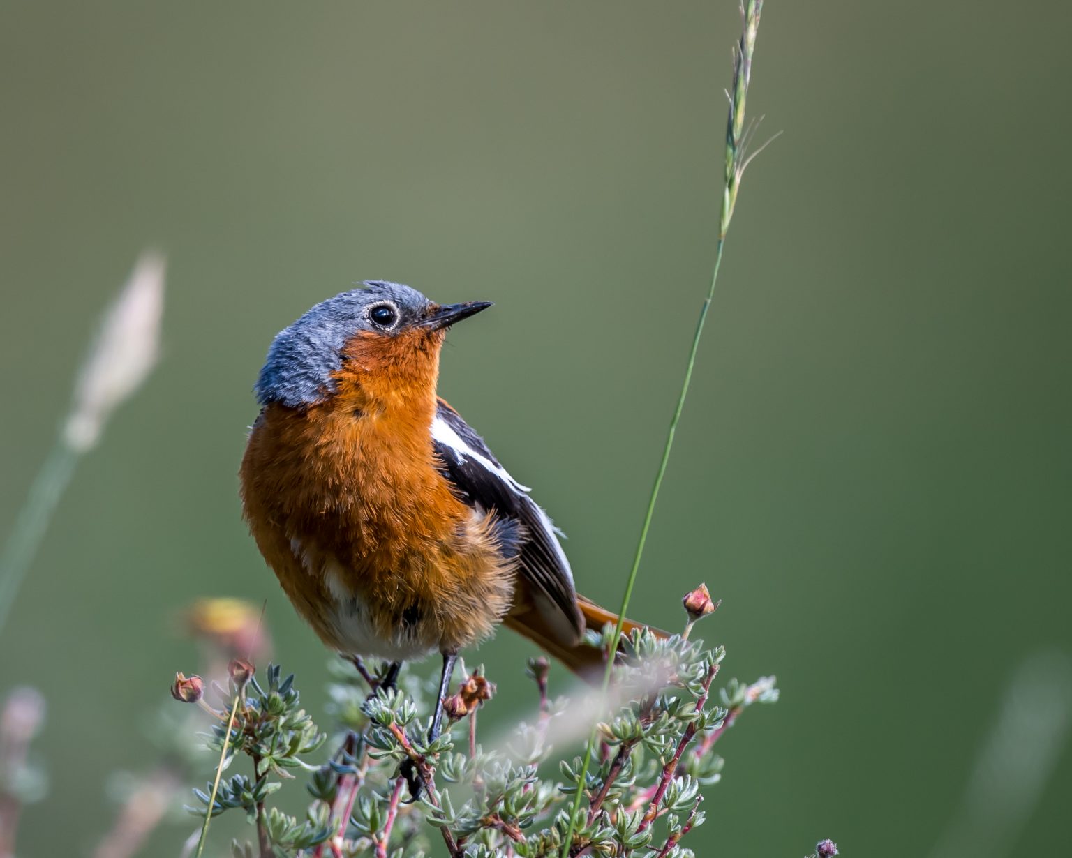 Birding around Chaka, Qinghai, China - 10,000 Birds