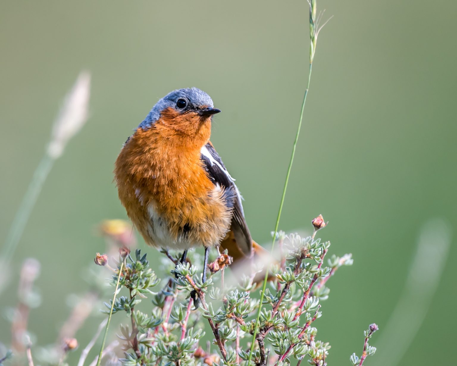 Birding around Chaka, Qinghai, China - 10,000 Birds