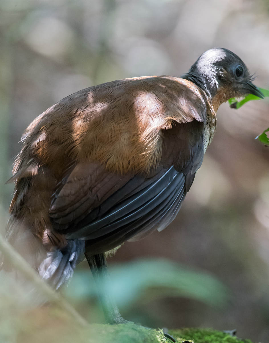 15 Australian Birds (Episode 7) - 10,000 Birds