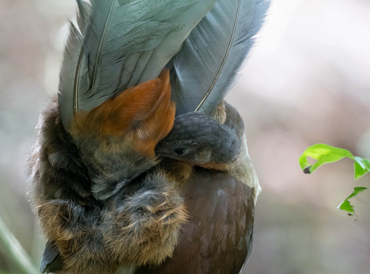 15 Australian Birds (Episode 7) - 10,000 Birds