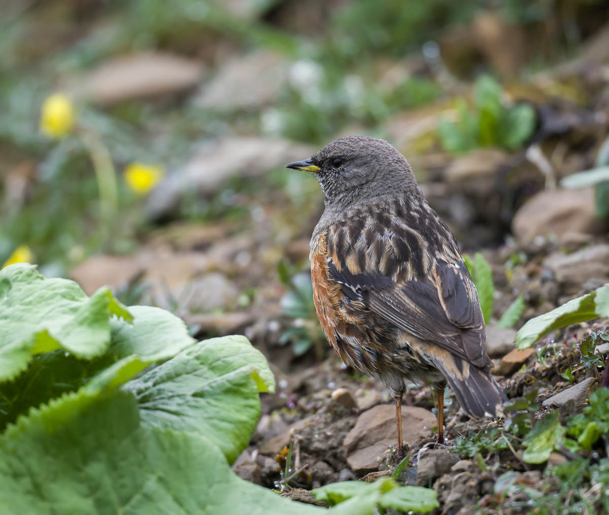 Birding Balangshan (peak area) in June 2023 - 10,000 Birds