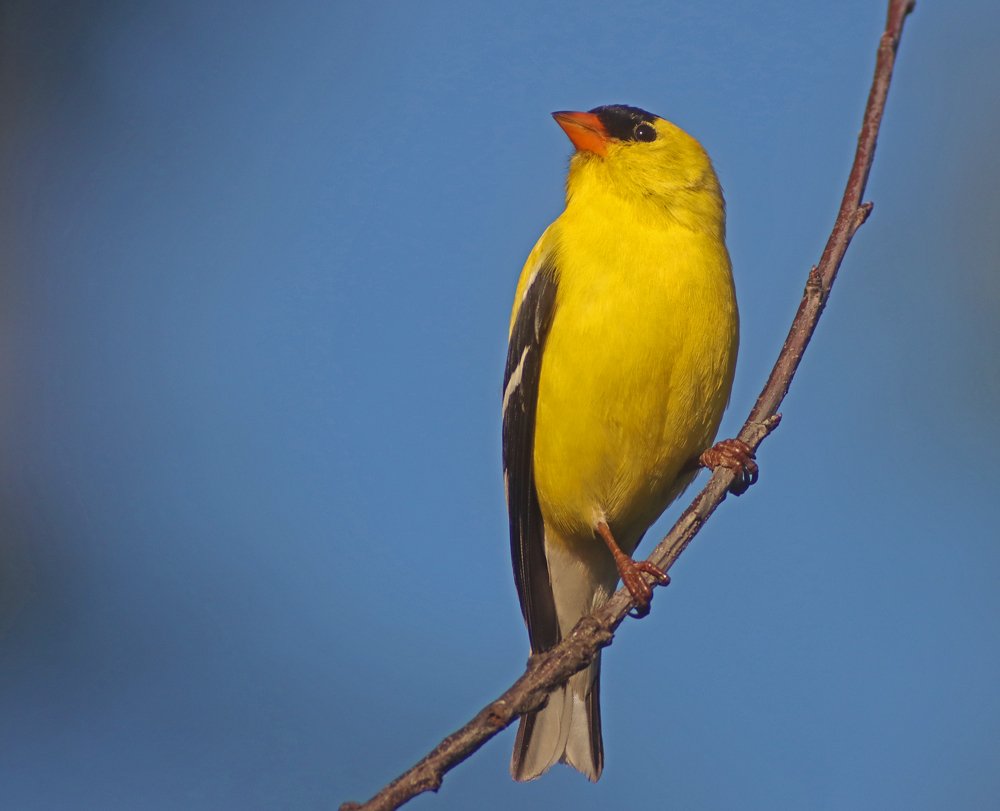 Best Bird of the Weekend (Last of May 2020) - 10,000 Birds