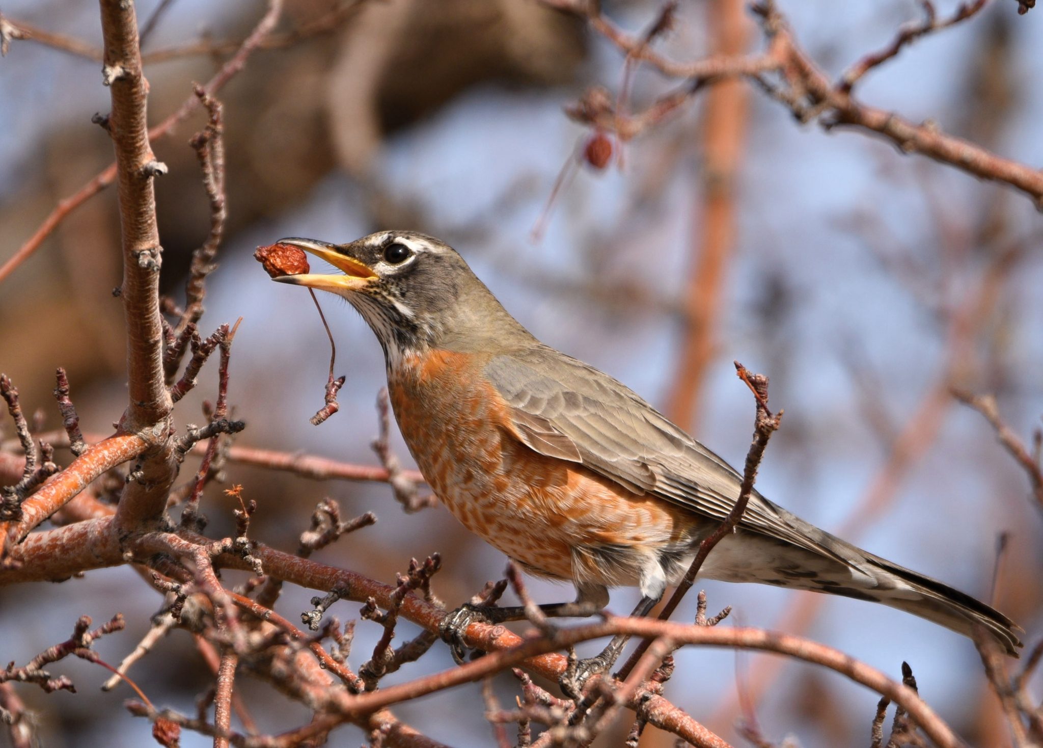 Factors to consider when selecting a robin - 10,000 Birds