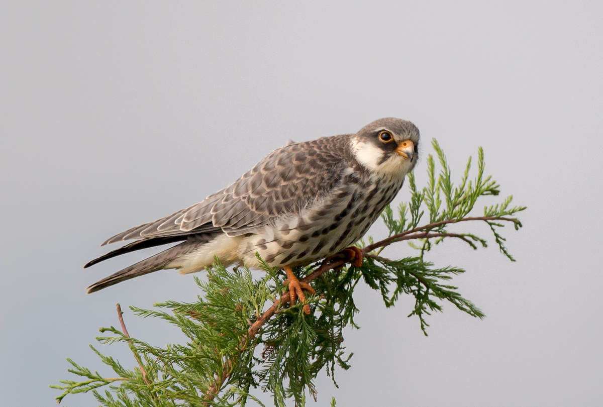 Raptors of Nanhui, Shanghai - 10,000 Birds