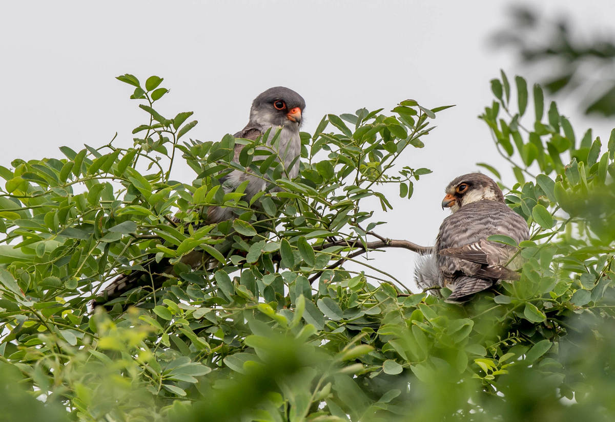 Raptors of Nanhui, Shanghai - 10,000 Birds