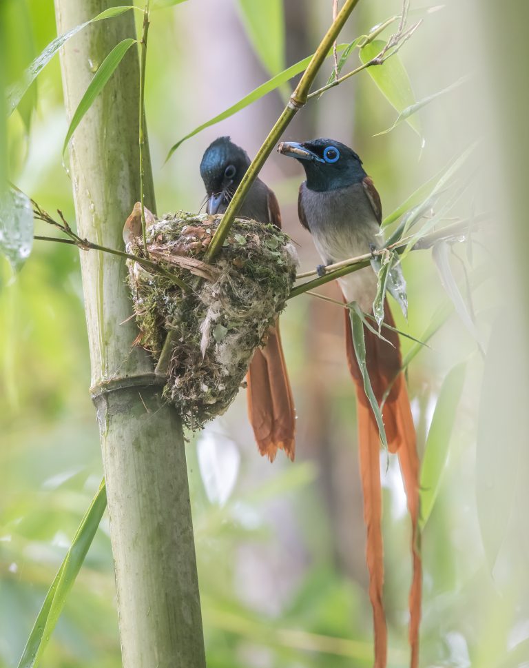 Amur Paradise Flycatcher in Jixi, Anhui, China - 10,000 Birds