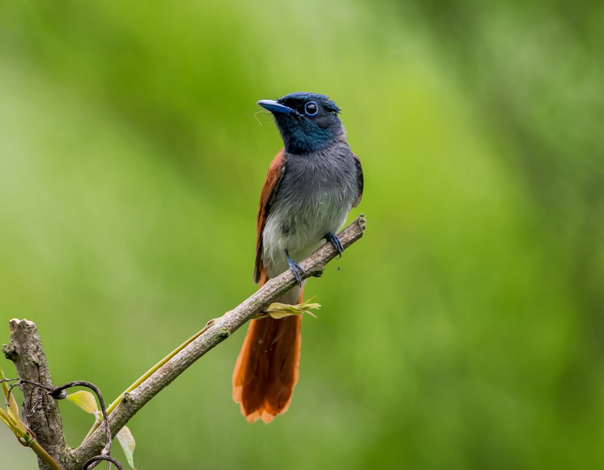 The popstars of Shanghai - 10,000 Birds
