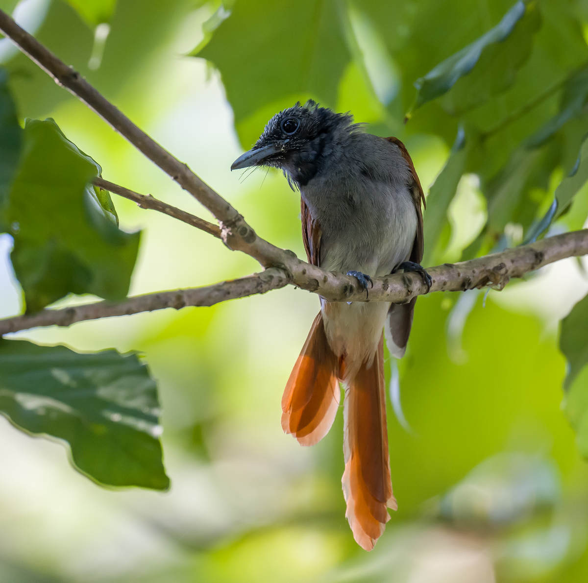 Birding Shanghai in August 2022 - 10,000 Birds