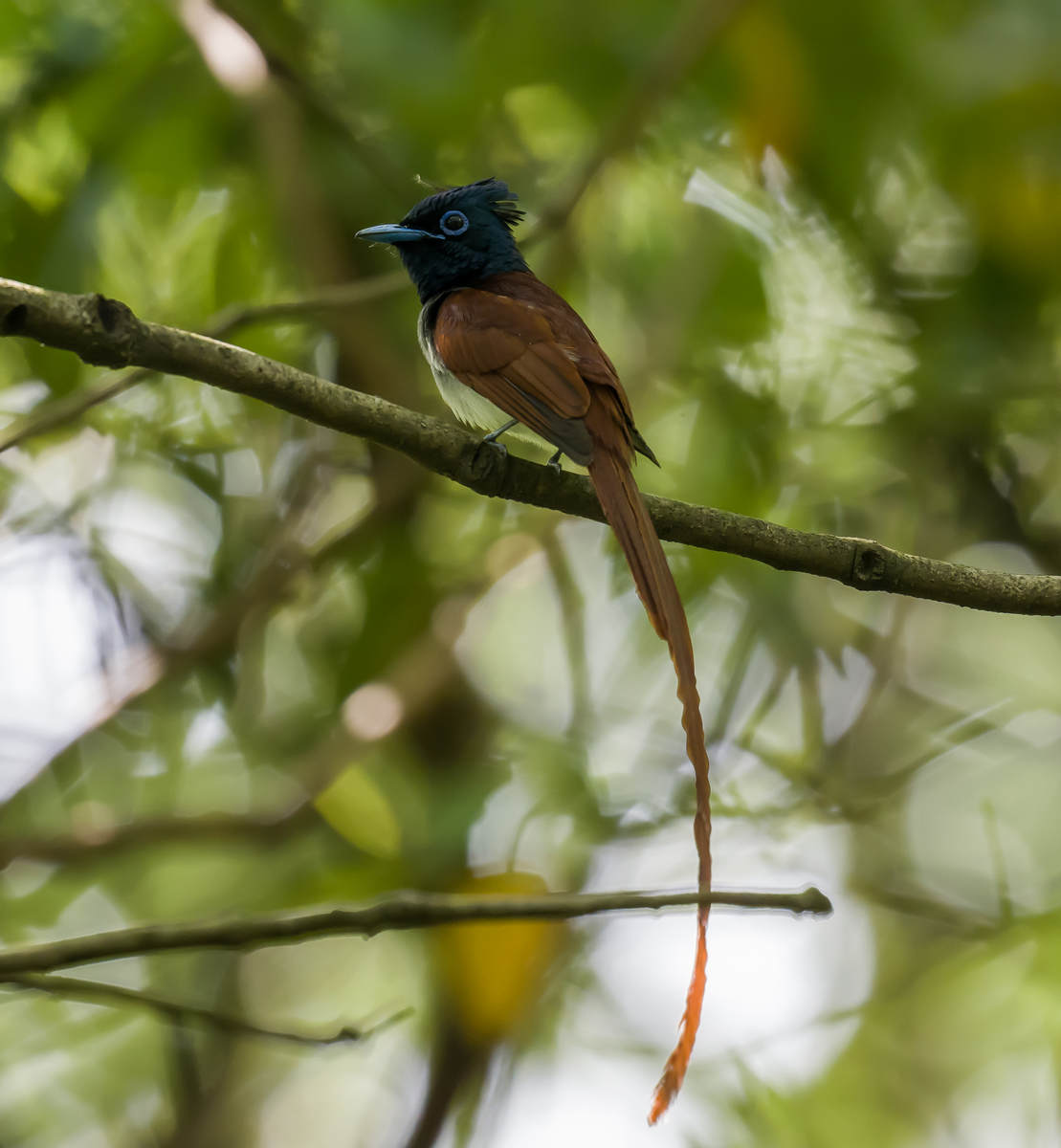 Birding Shanghai in July 2023 - 10,000 Birds