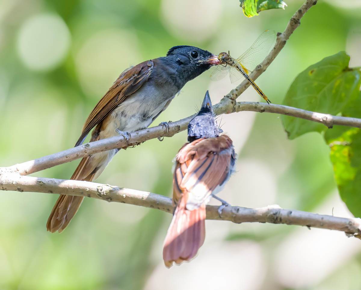 Birding Shanghai in August 2022 - 10,000 Birds