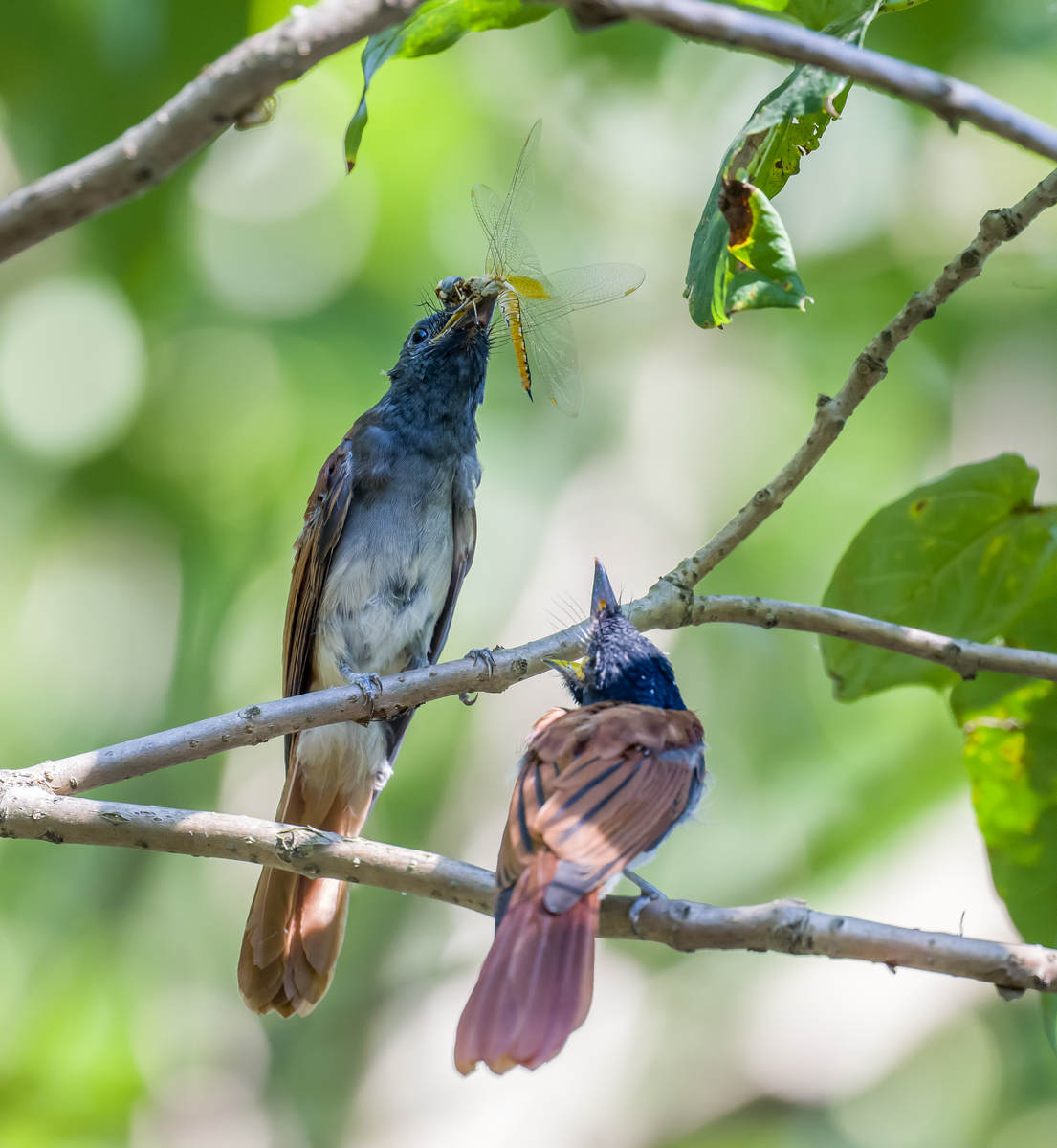 Birding Shanghai in August 2022 - 10,000 Birds