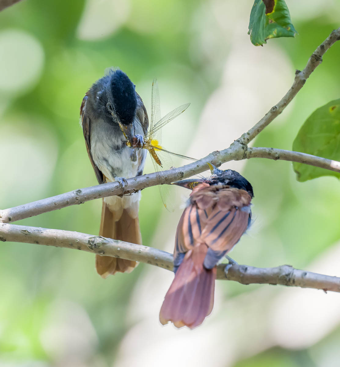 Birding Shanghai in August 2022 - 10,000 Birds