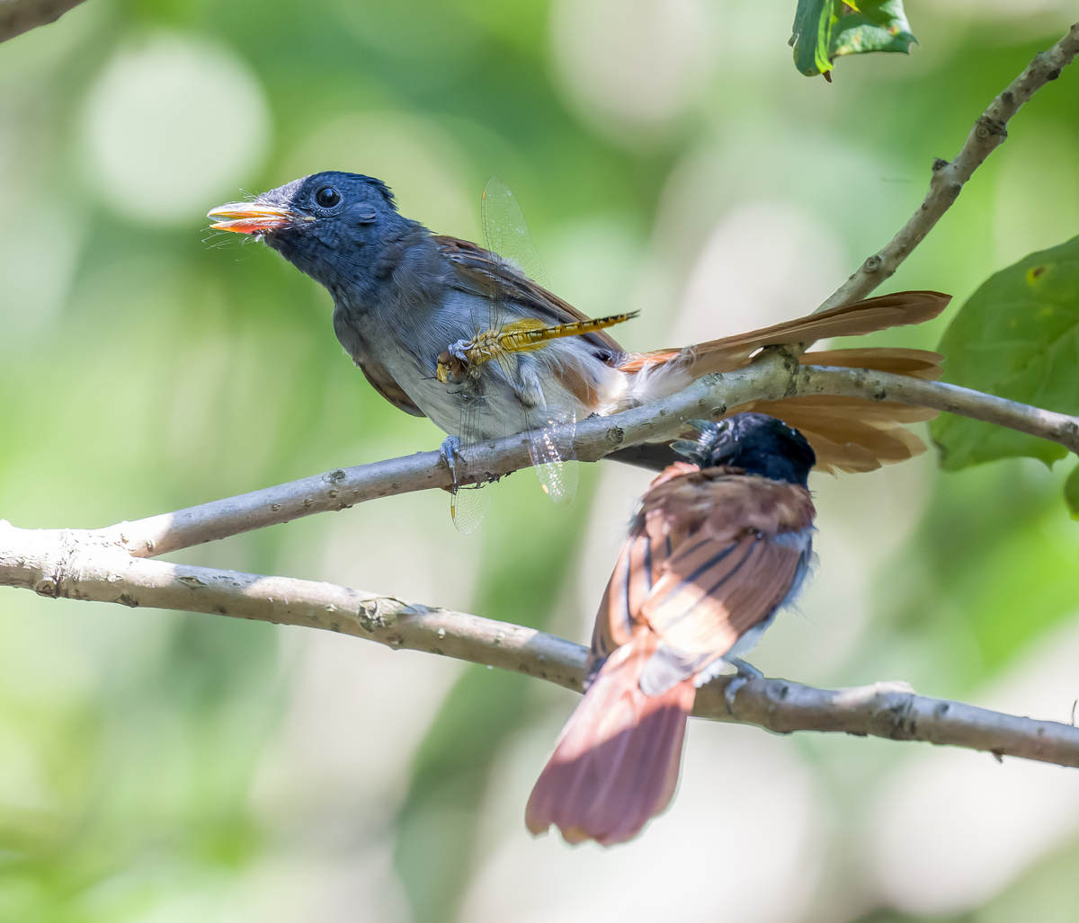 Birding Shanghai in August 2022 - 10,000 Birds