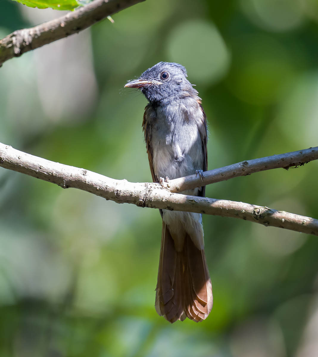 Birding Shanghai in August 2022 - 10,000 Birds