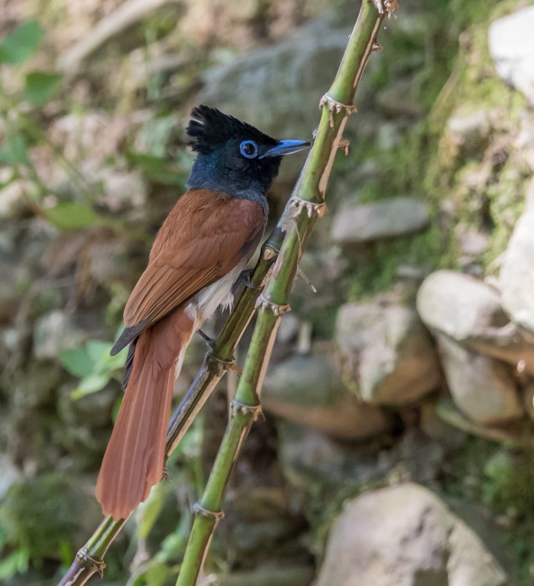 Amur Paradise Flycatcher in Jixi, Anhui, China - 10,000 Birds