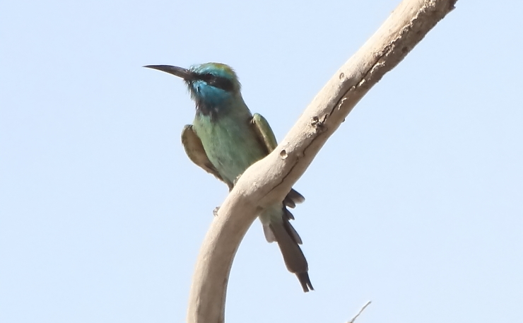 A Few Jordanian Birds - 10,000 Birds