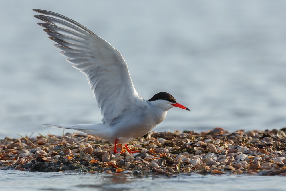 Greenland’s Arctic Tern - 10,000 Birds
