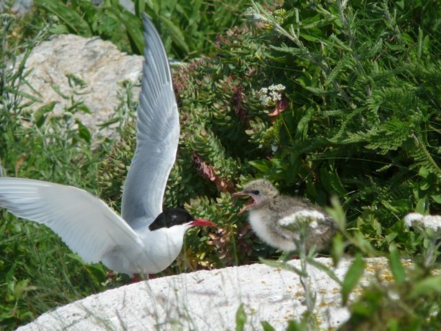 Nest Cam Welcomes Arctic Tern Babies to the World - 10,000 Birds