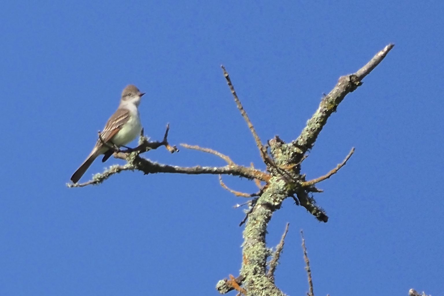 My Old Stomping Grounds - 10,000 Birds