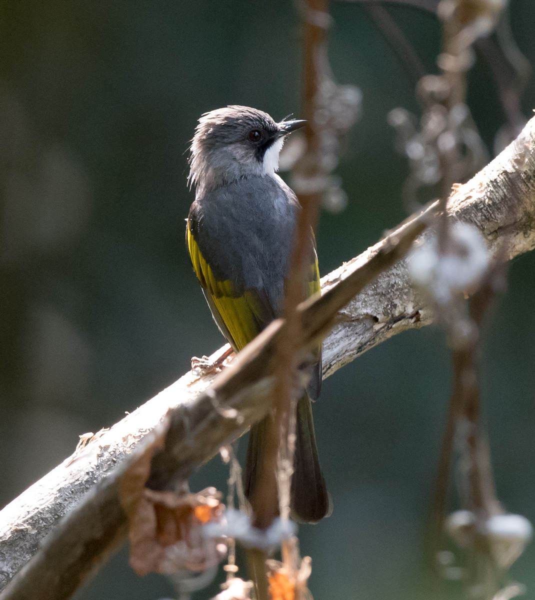 Birding Nabang, Yunnan (2) - 10,000 Birds