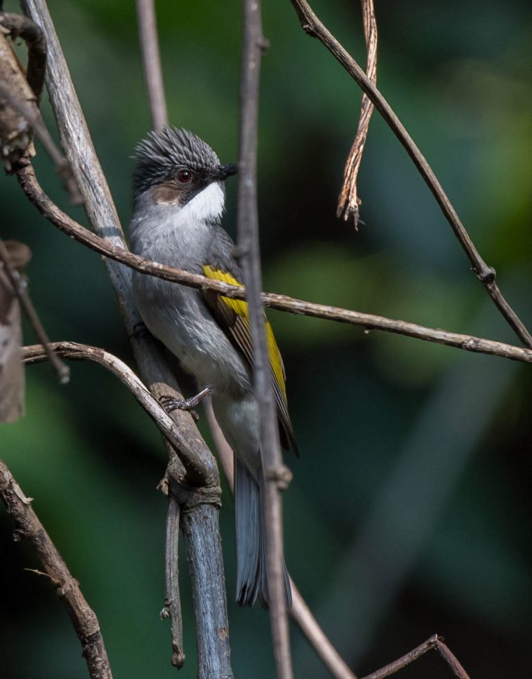 Birding Nabang, Yunnan (2) - 10,000 Birds