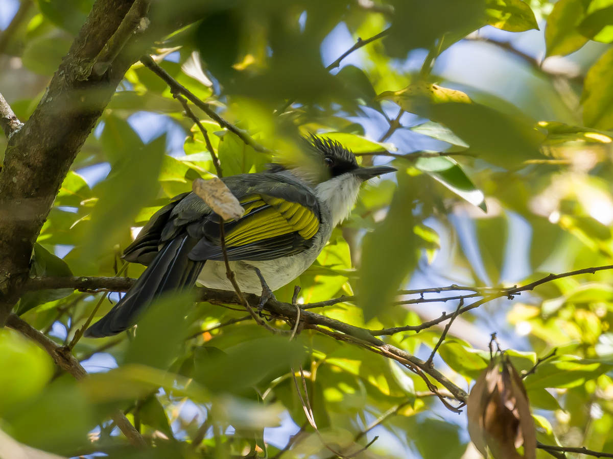 Birding Tengchong, Yunnan (once more) - 10,000 Birds - animalonly.com