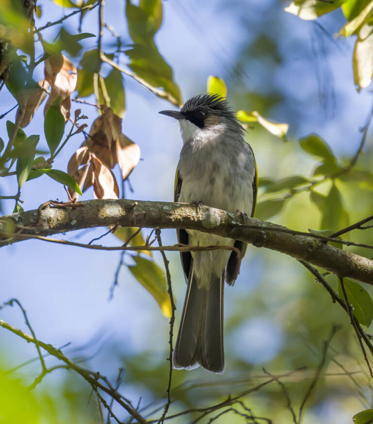 Birding Tengchong, Yunnan (again) - 10,000 Birds