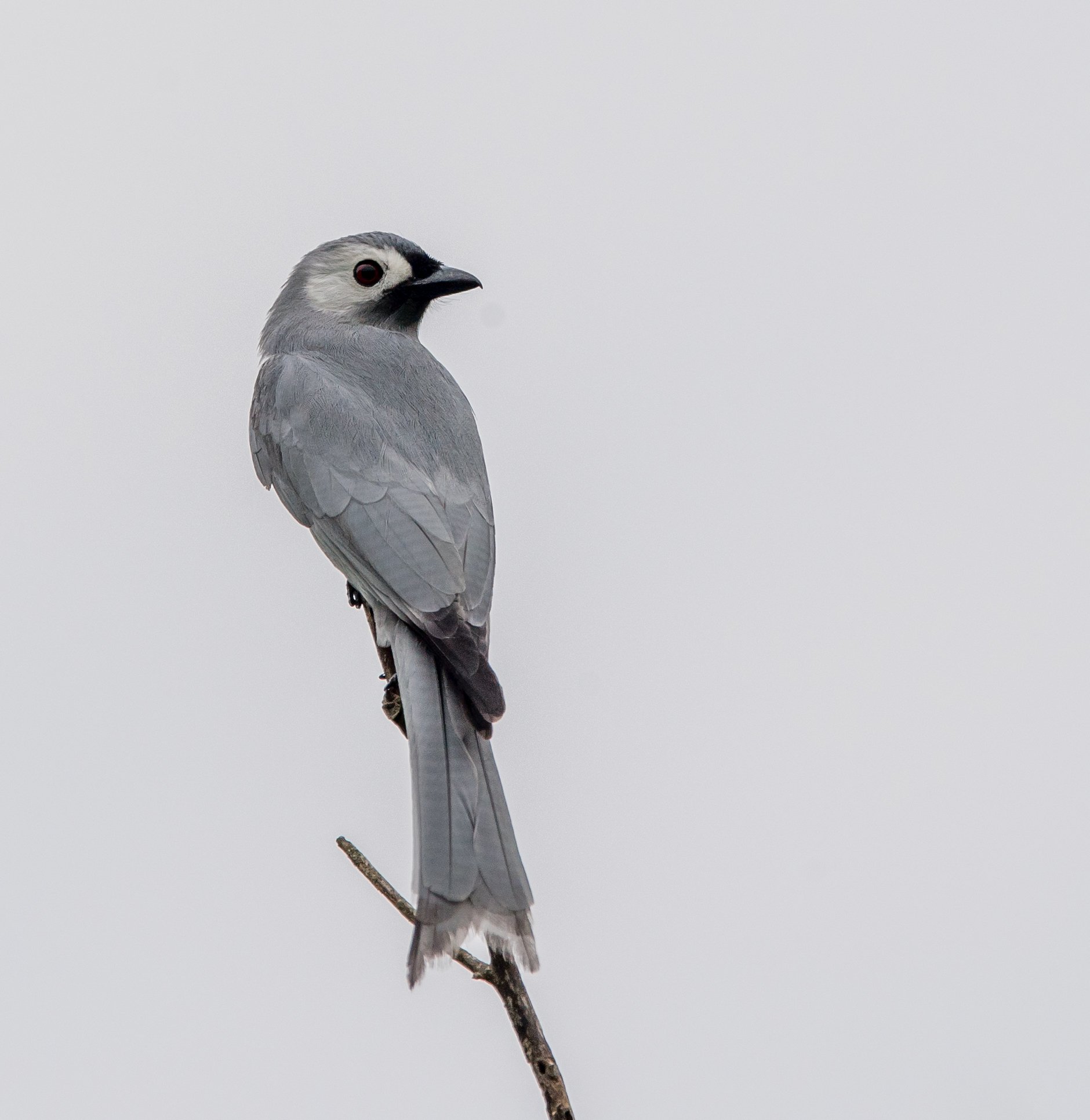 Amur Paradise Flycatcher in Jixi, Anhui, China - 10,000 Birds