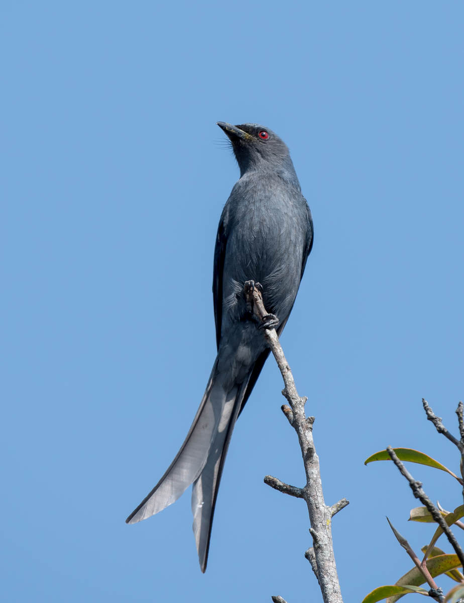 Birding Tengchong, Yunnan, China in 2017 - 10,000 Birds