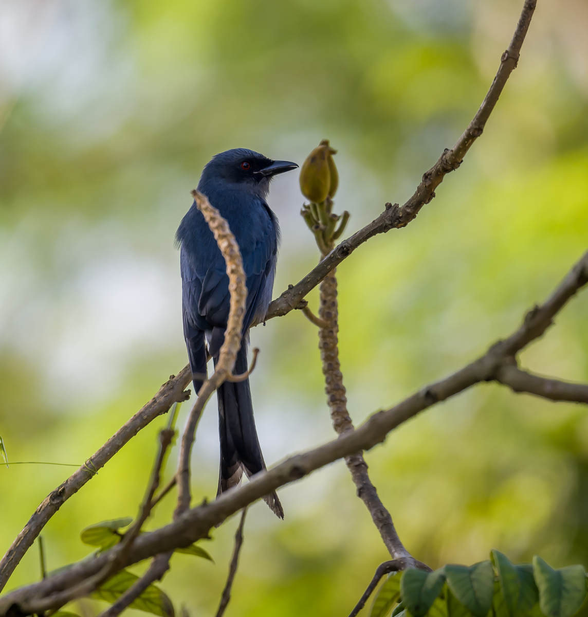 Birding Ruili, Yunnan - 10,000 Birds