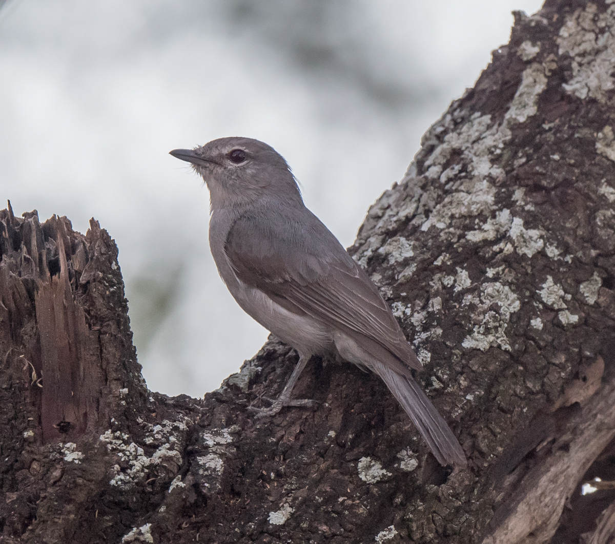 Birding the Kruger Park (4): Letaba area - 10,000 Birds