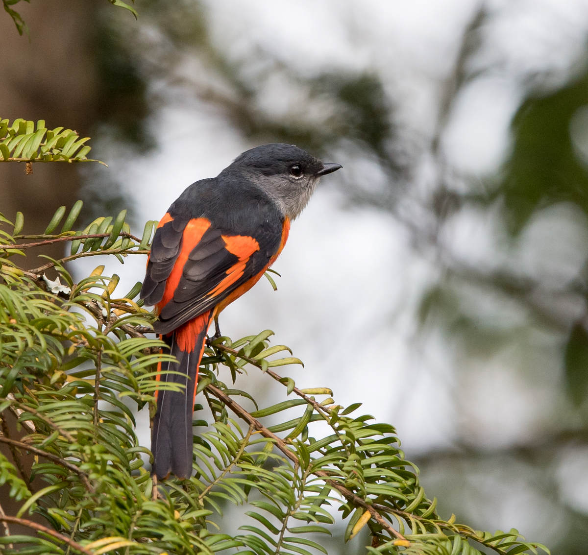 Birding Sanming, Fujian - 10,000 Birds