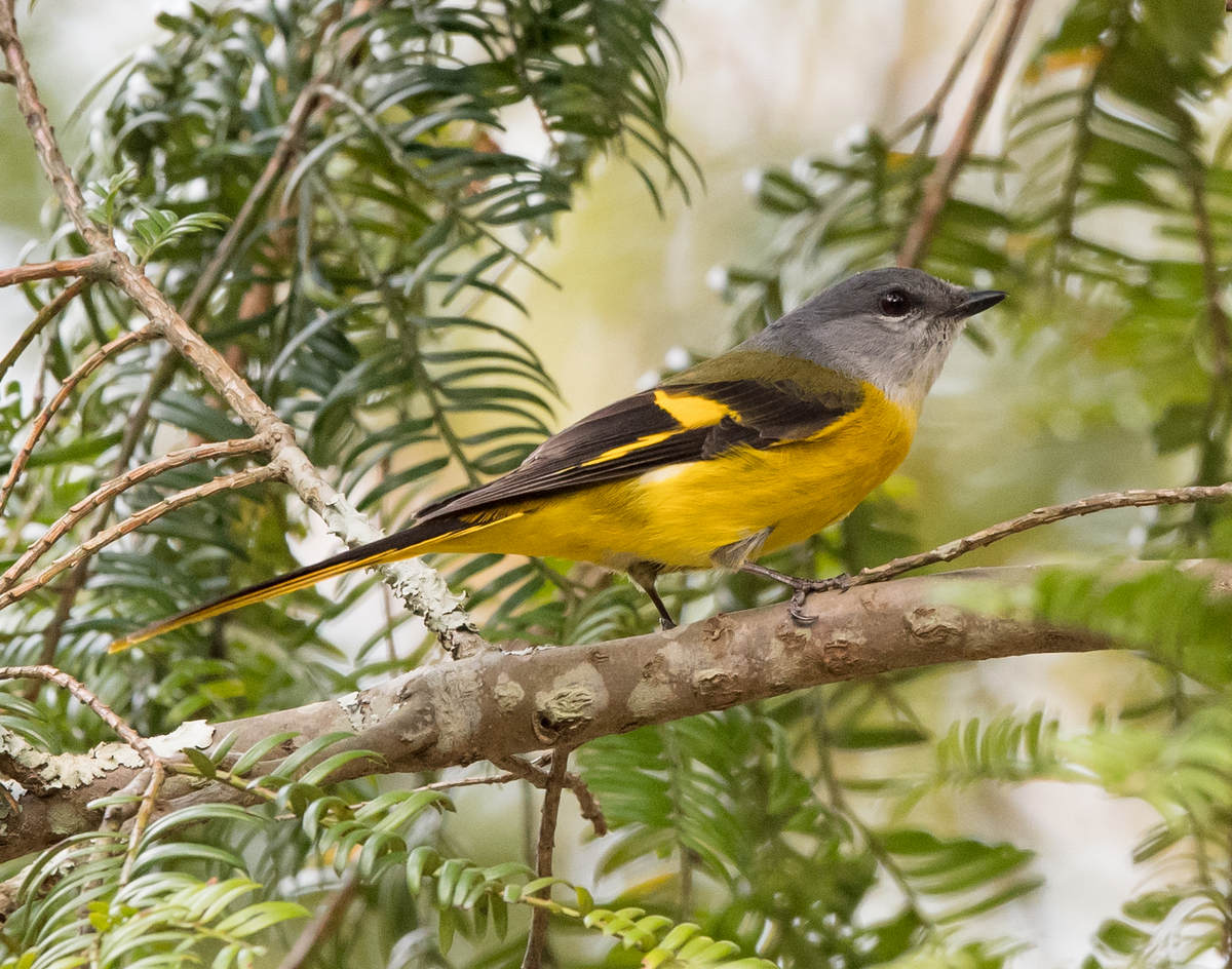 Birding Sanming, Fujian - 10,000 Birds