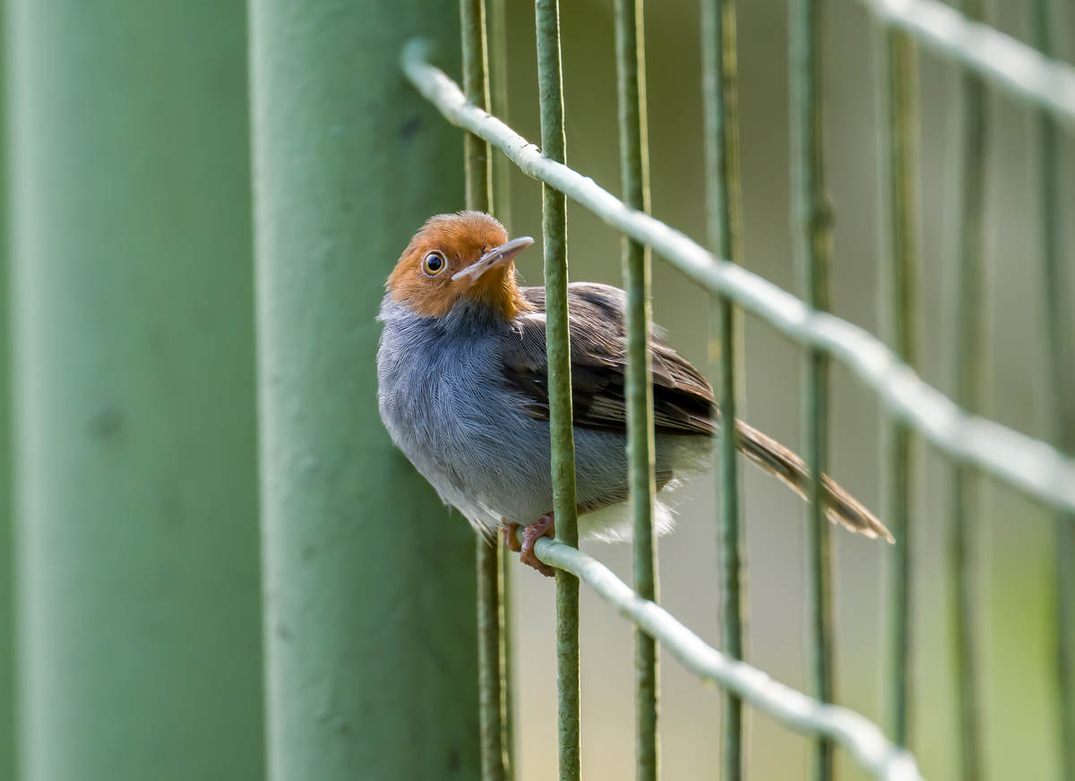 Birding Sepilok, Borneo (Part 1) - 10,000 Birds