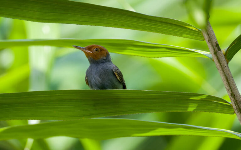 Birding Sepilok, Borneo (Part 1) - 10,000 Birds