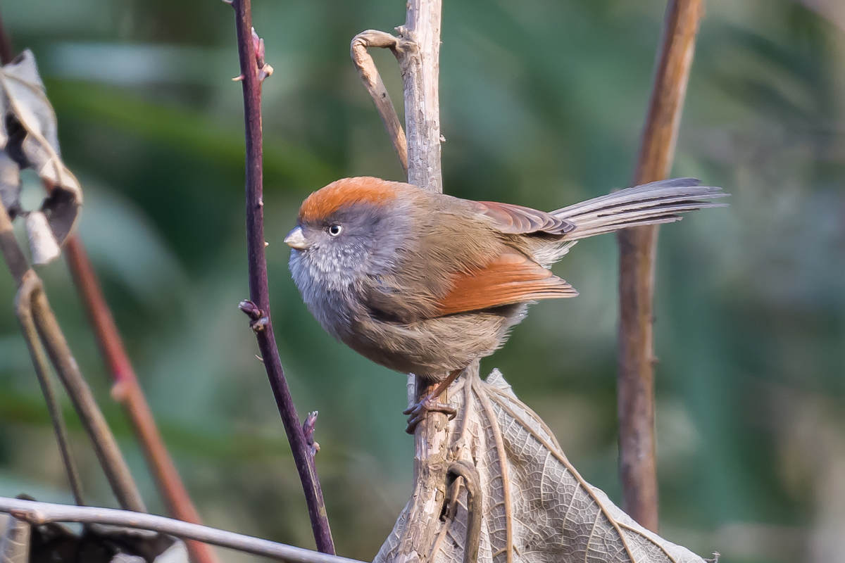 Birding Yibin, Sichuan - 10,000 Birds